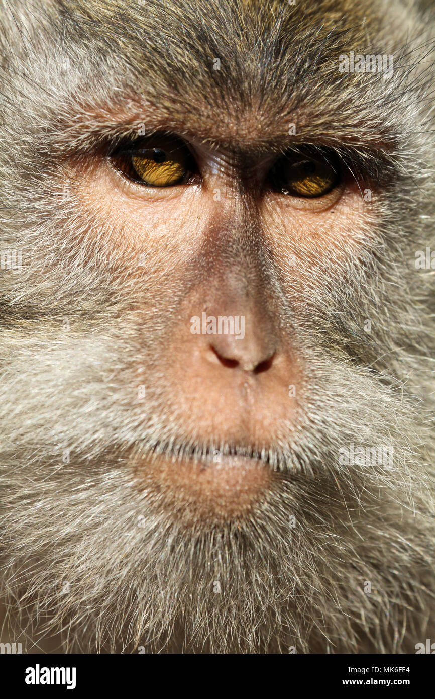 Close up photo of the face of a male macaque monkey (Macaca ...