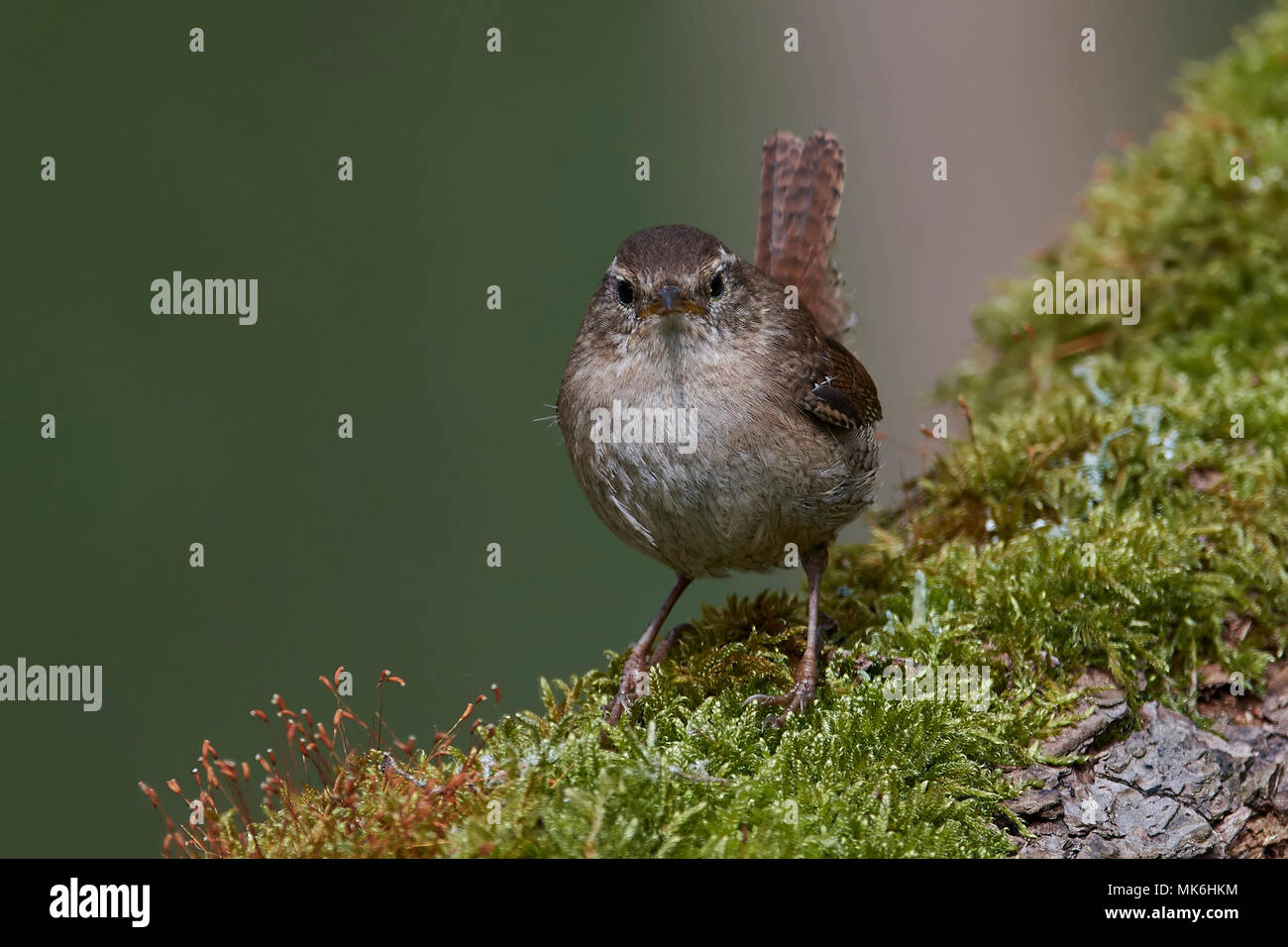 Eurasian wren in its natural habitat in Denmark Stock Photo - Alamy
