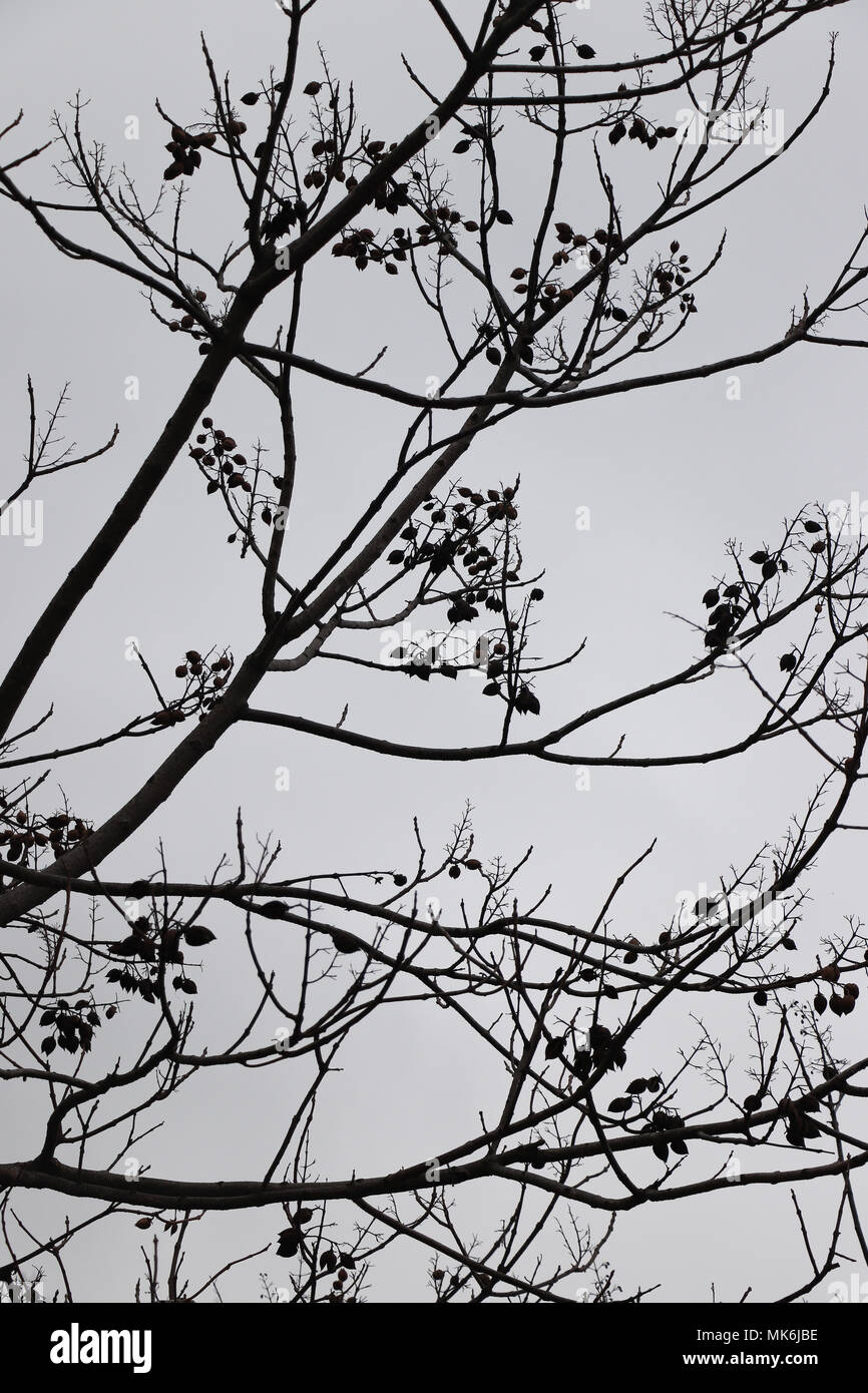 Silhouetted leafless branches of an Asian tree with new flower buds ...