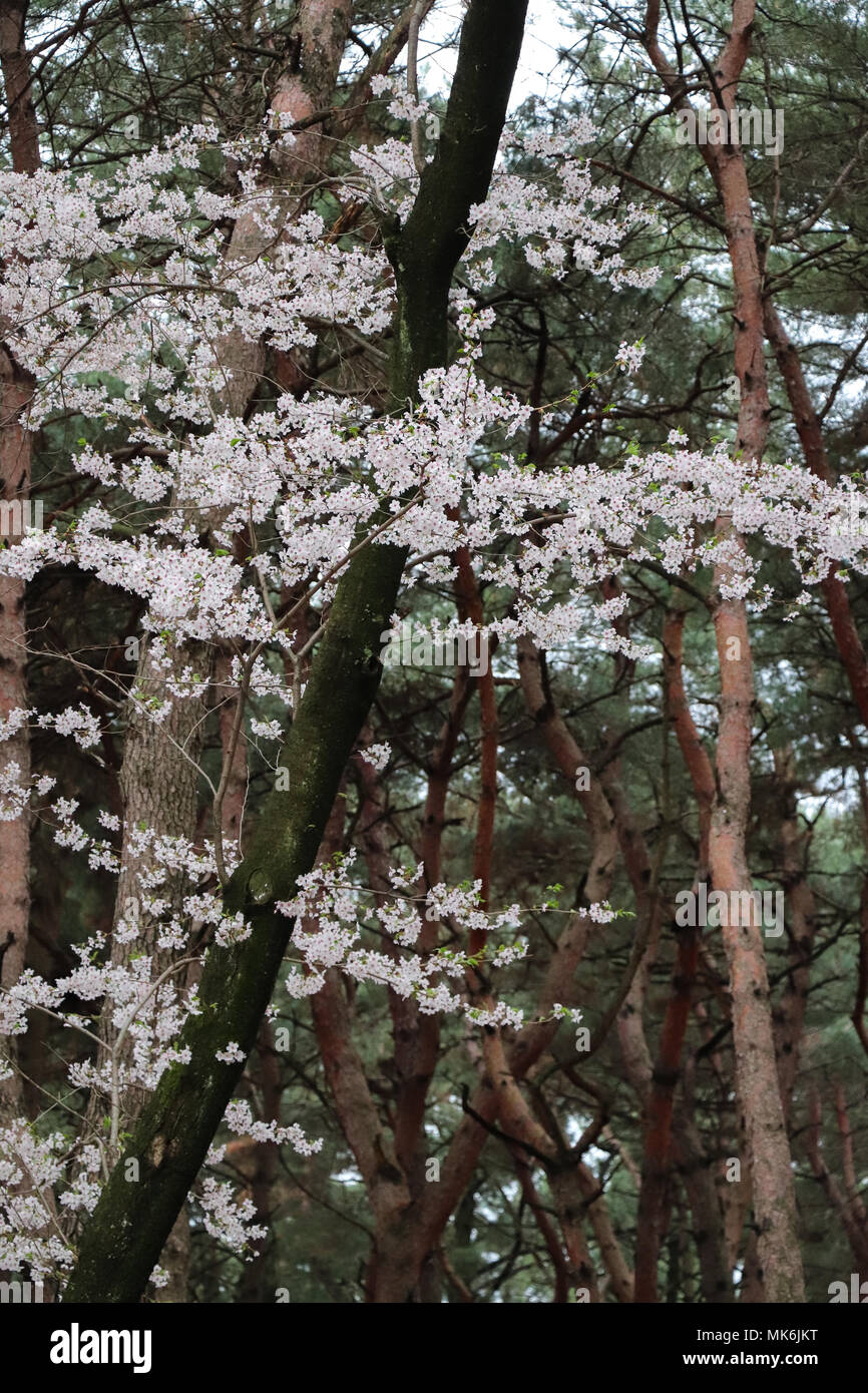 Pinus densifolia hi-res stock photography and images - Alamy