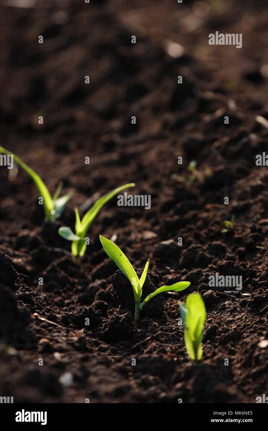 Baby corn cultivation hi-res stock photography and images - Alamy
