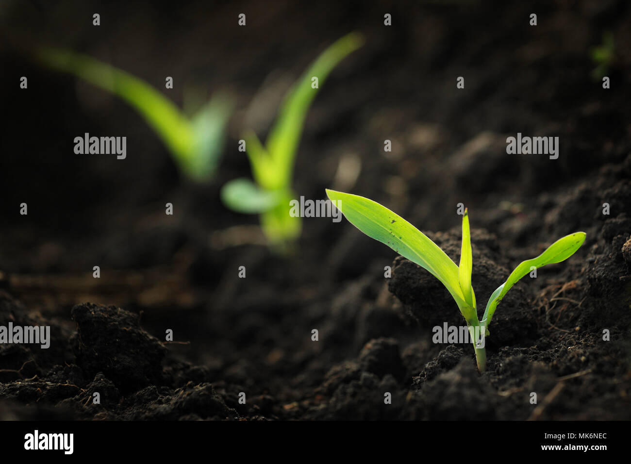 Corn plants just sprouting Stock Photo - Alamy