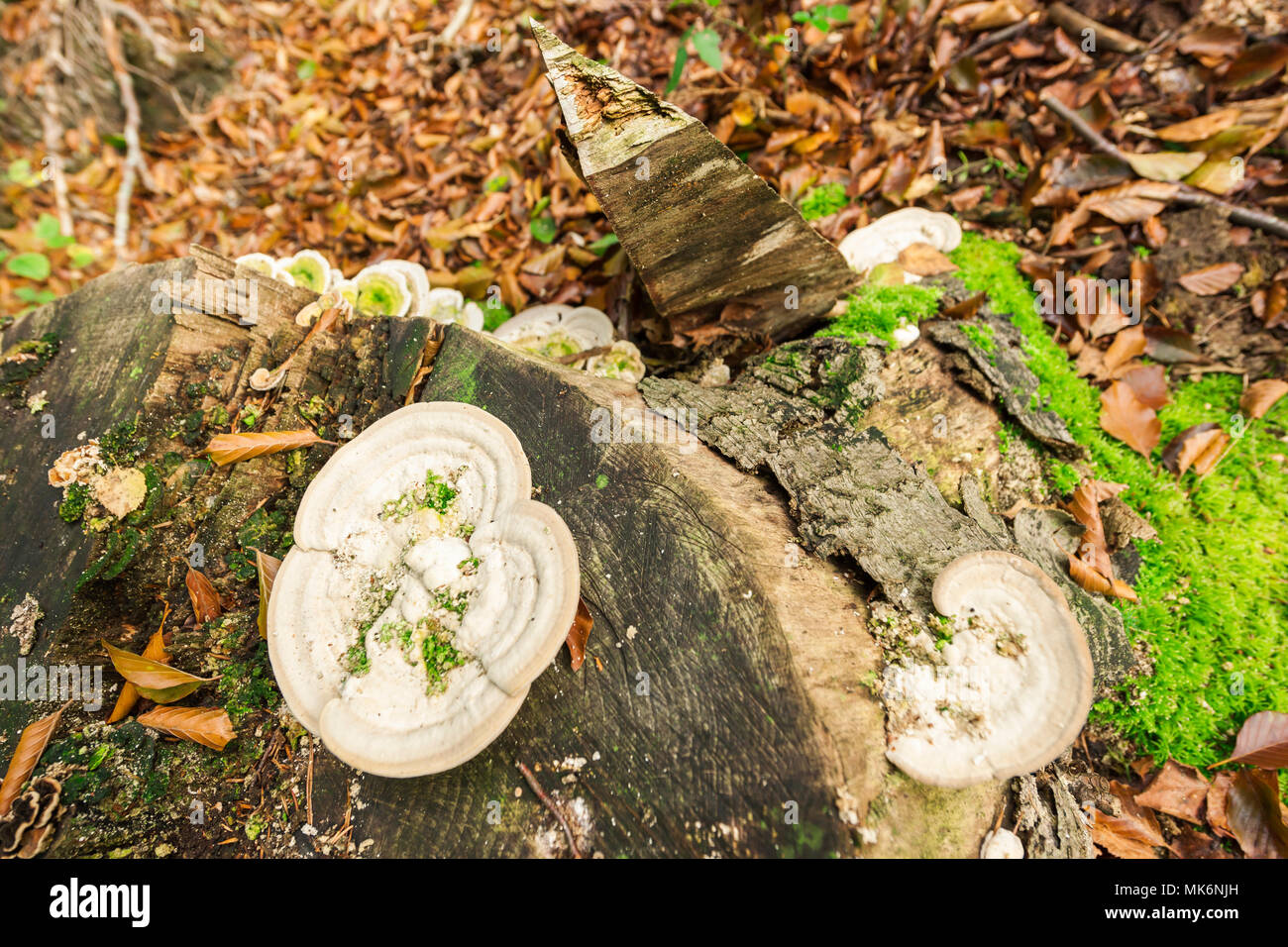 Wide Angle Top View Of Several Fruits Of A Humpback Tramete Mushroom