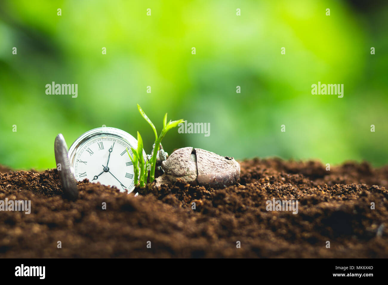 Tree Growth Three Steps In nature And beautiful morning lighting Stock ...