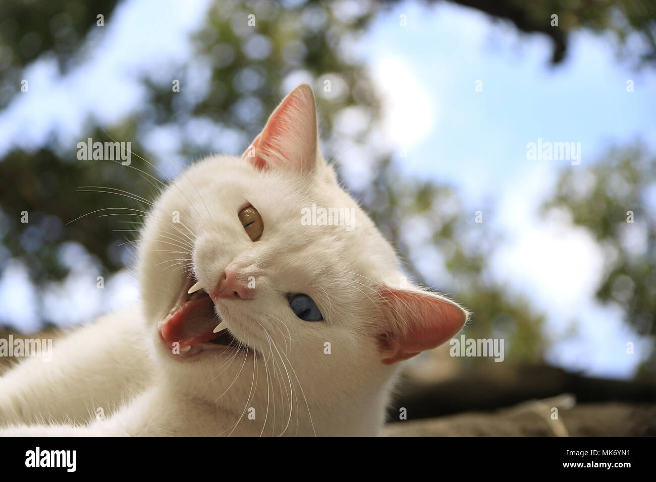 A cat with heterochromia grinning in anger Stock Photo - Alamy