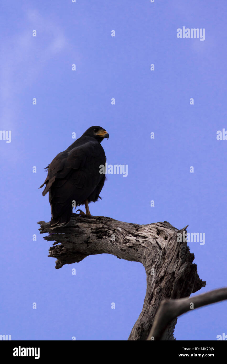 Common black hawk perched on tree ready to hunt for its prey Stock ...