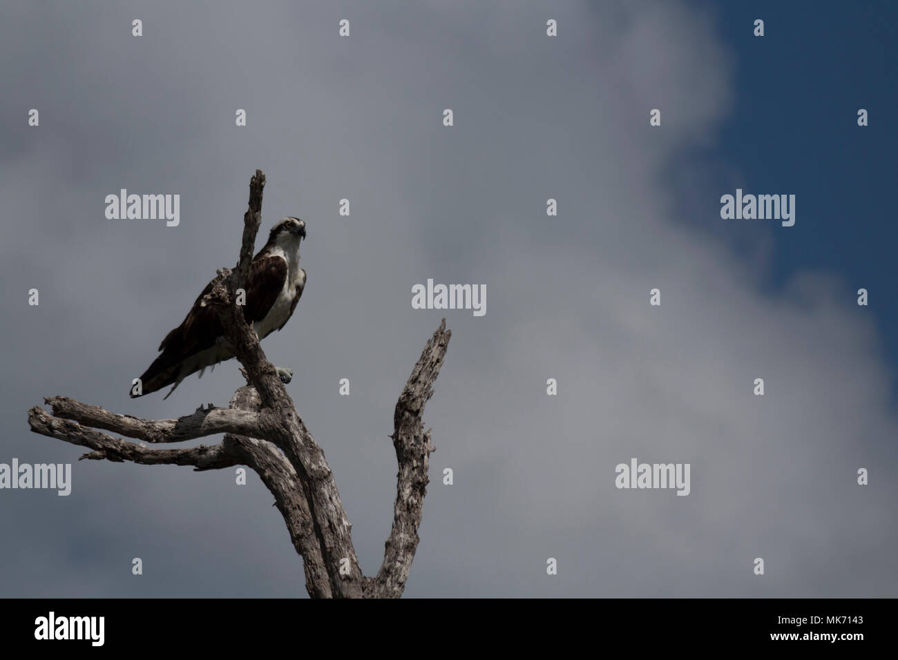 Osprey perched on tree. Ready to hunt breakfast looks attentively down ...