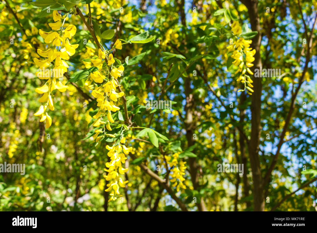 golden rain tree is a flowering plant in the family Fabaceae in park ...