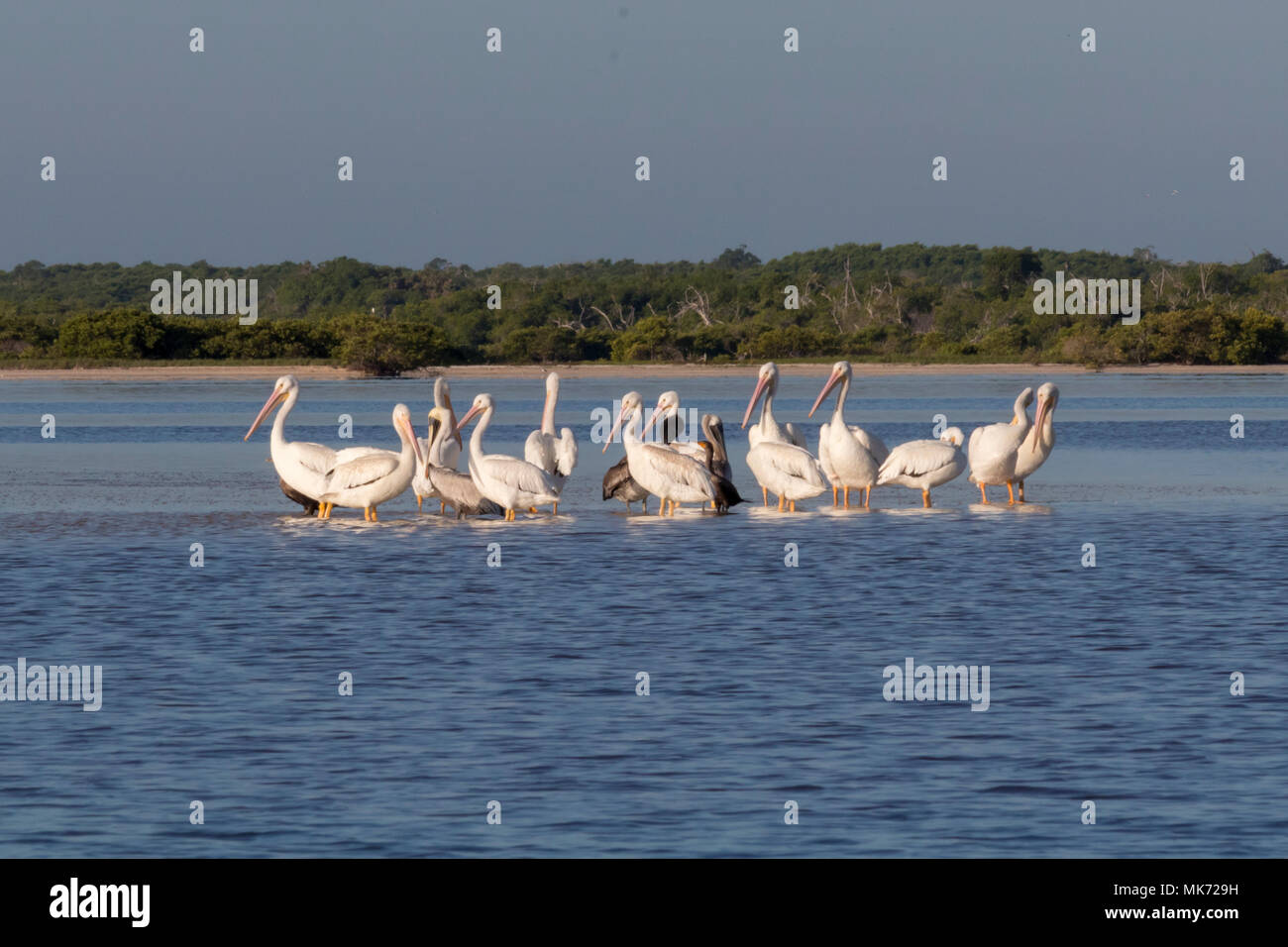 seabird diversity during migration season in Mexico. White and Brown ...