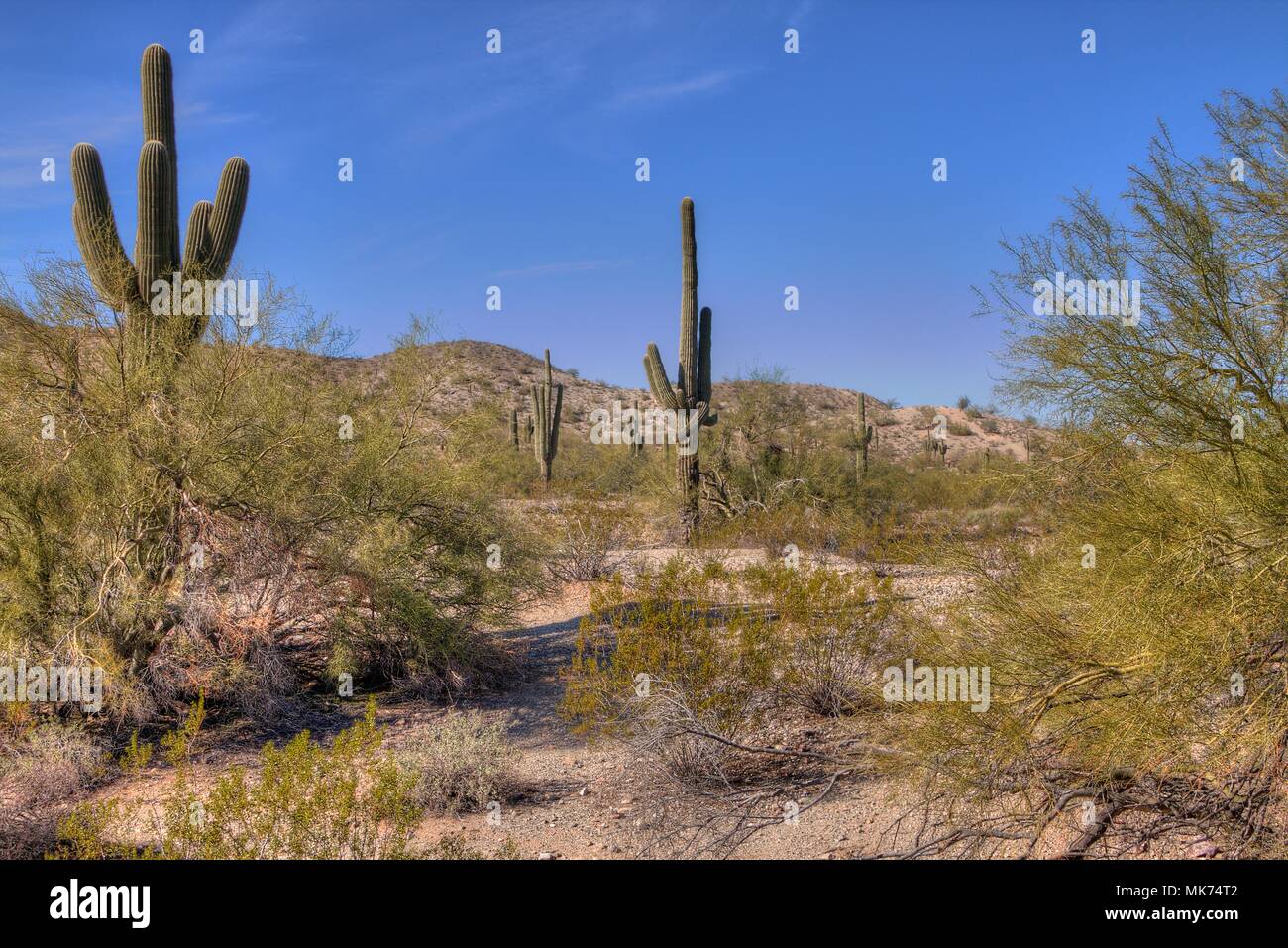 The Arizona desert taken in winter when its cooler out Stock Photo - Alamy