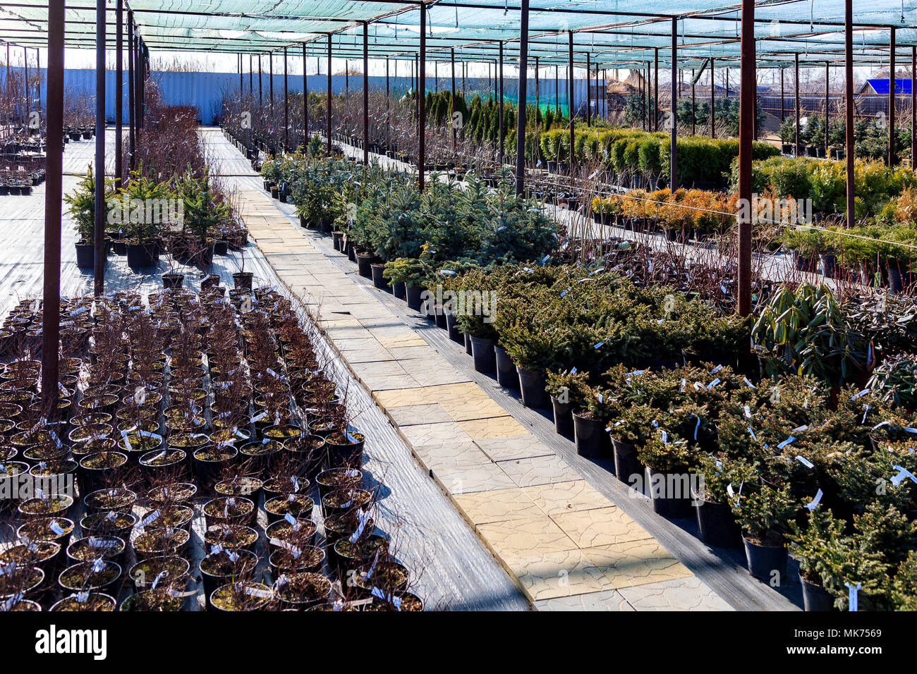 Rows of tree seedlings hi-res stock photography and images - Alamy