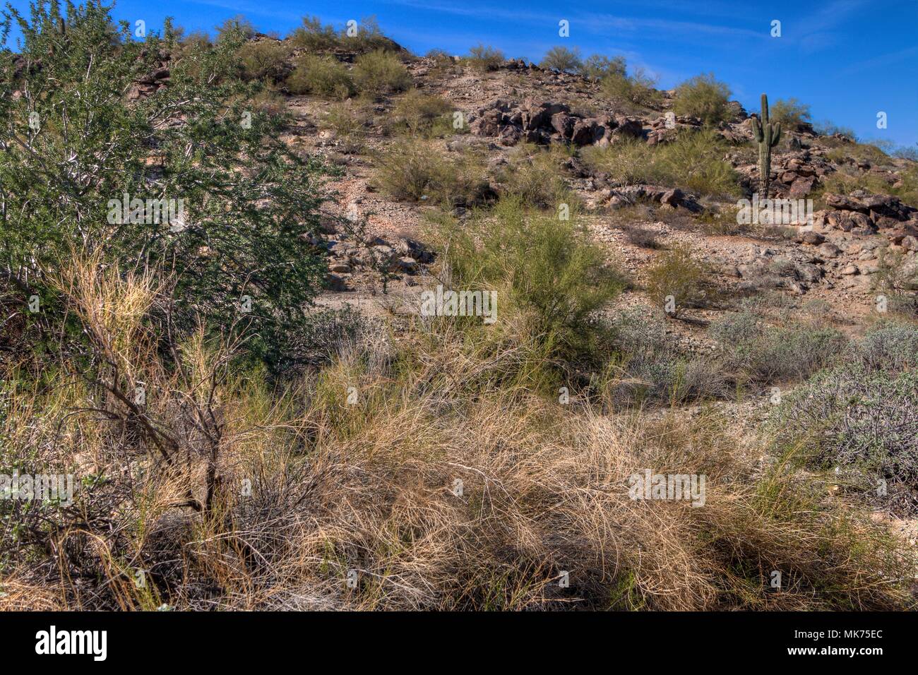 The Arizona desert taken in winter when its cooler out Stock Photo - Alamy
