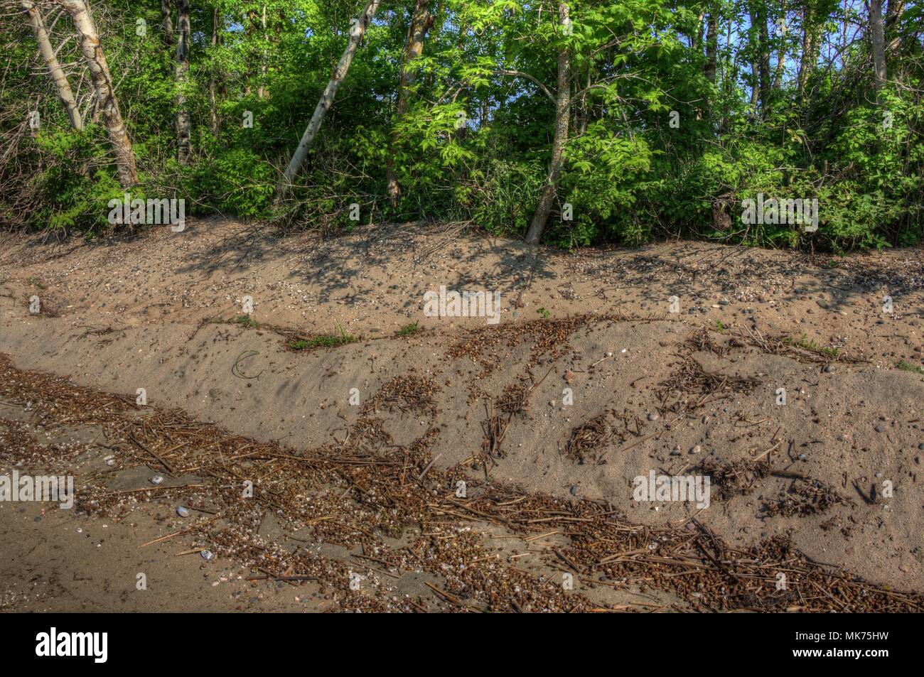 Indian leech hi-res stock photography and images - Alamy
