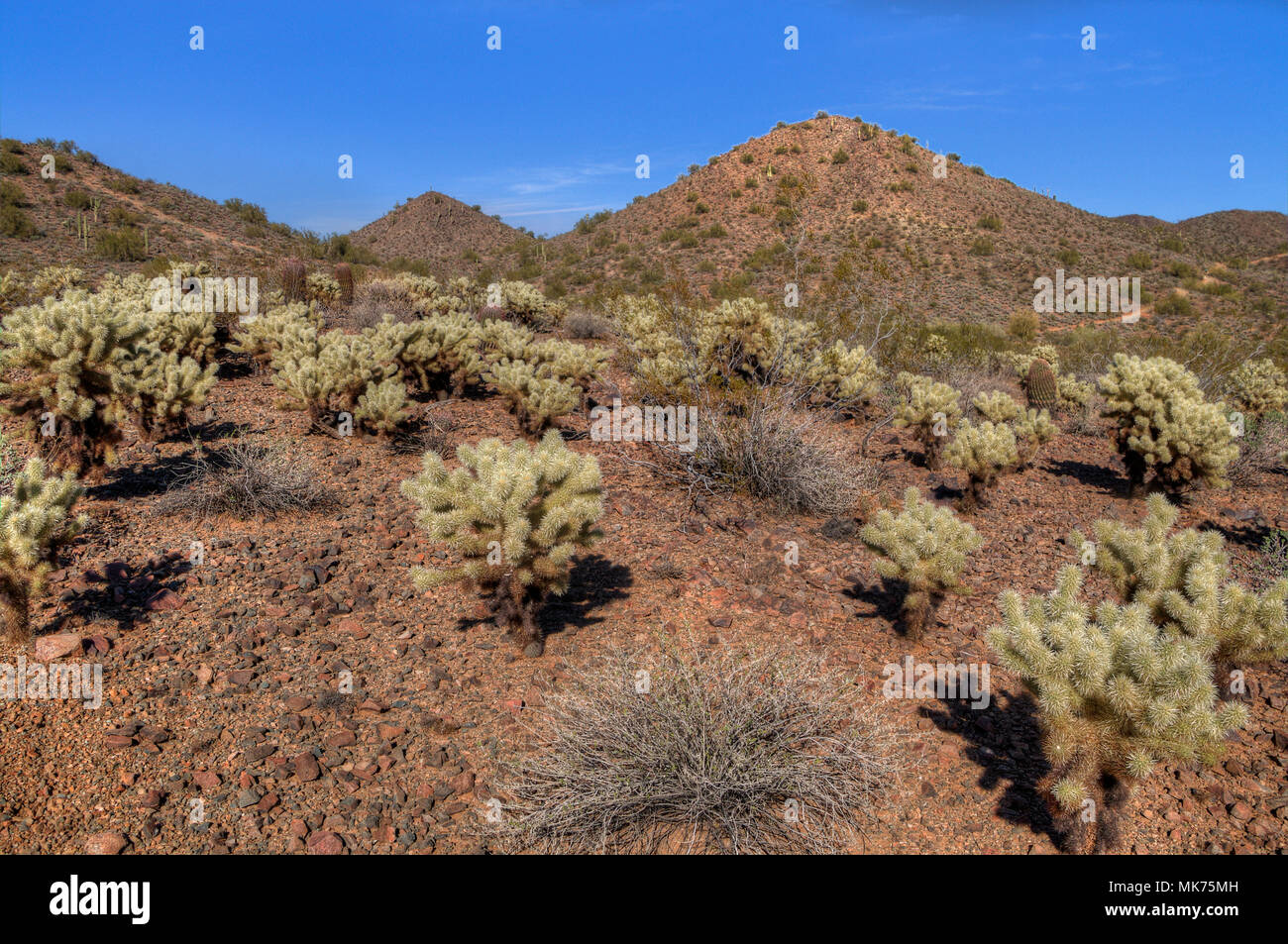 The Arizona desert taken in winter when its cooler out Stock Photo - Alamy