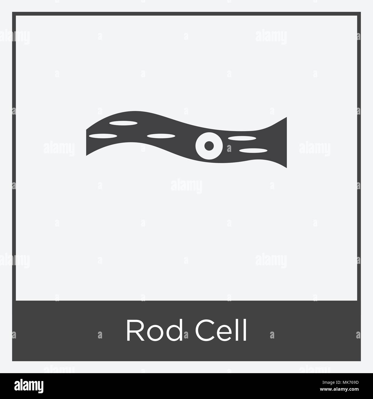 Rods cones Stock Vector Images - Alamy