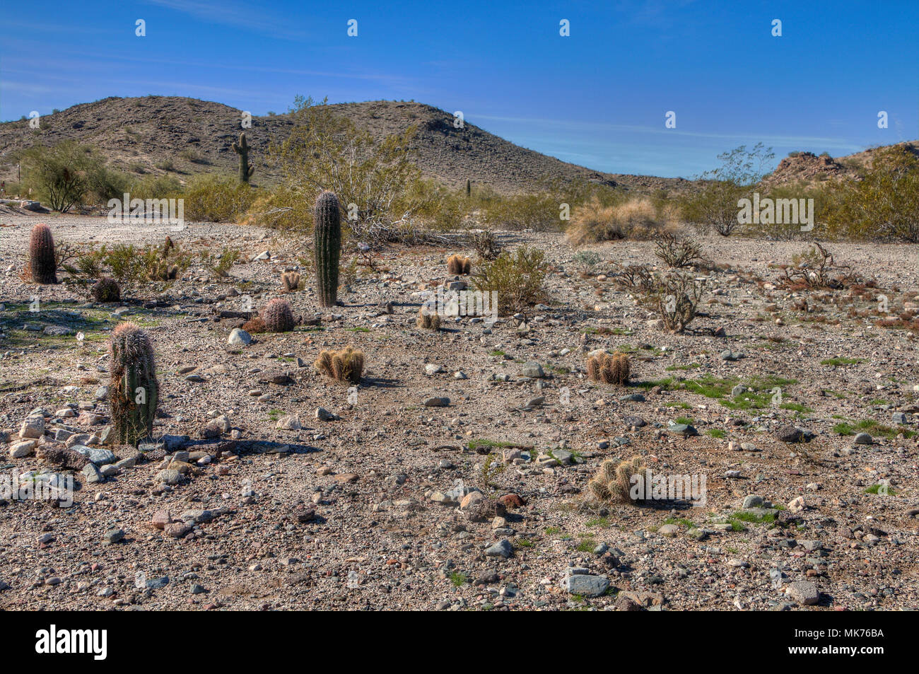 The Arizona desert taken in winter when its cooler out Stock Photo - Alamy