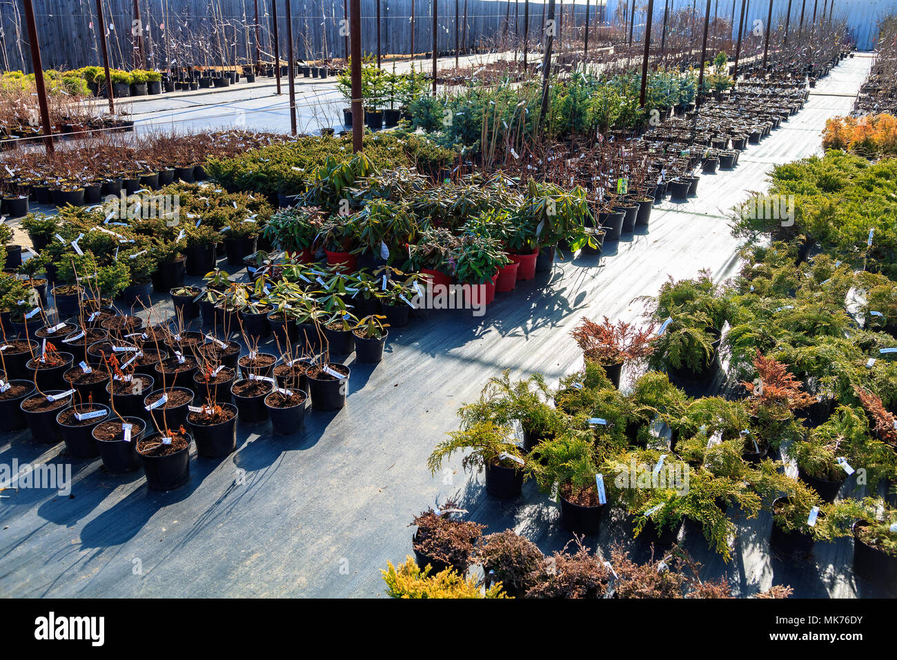Farm of various seedlings on sell Stock Photo - Alamy