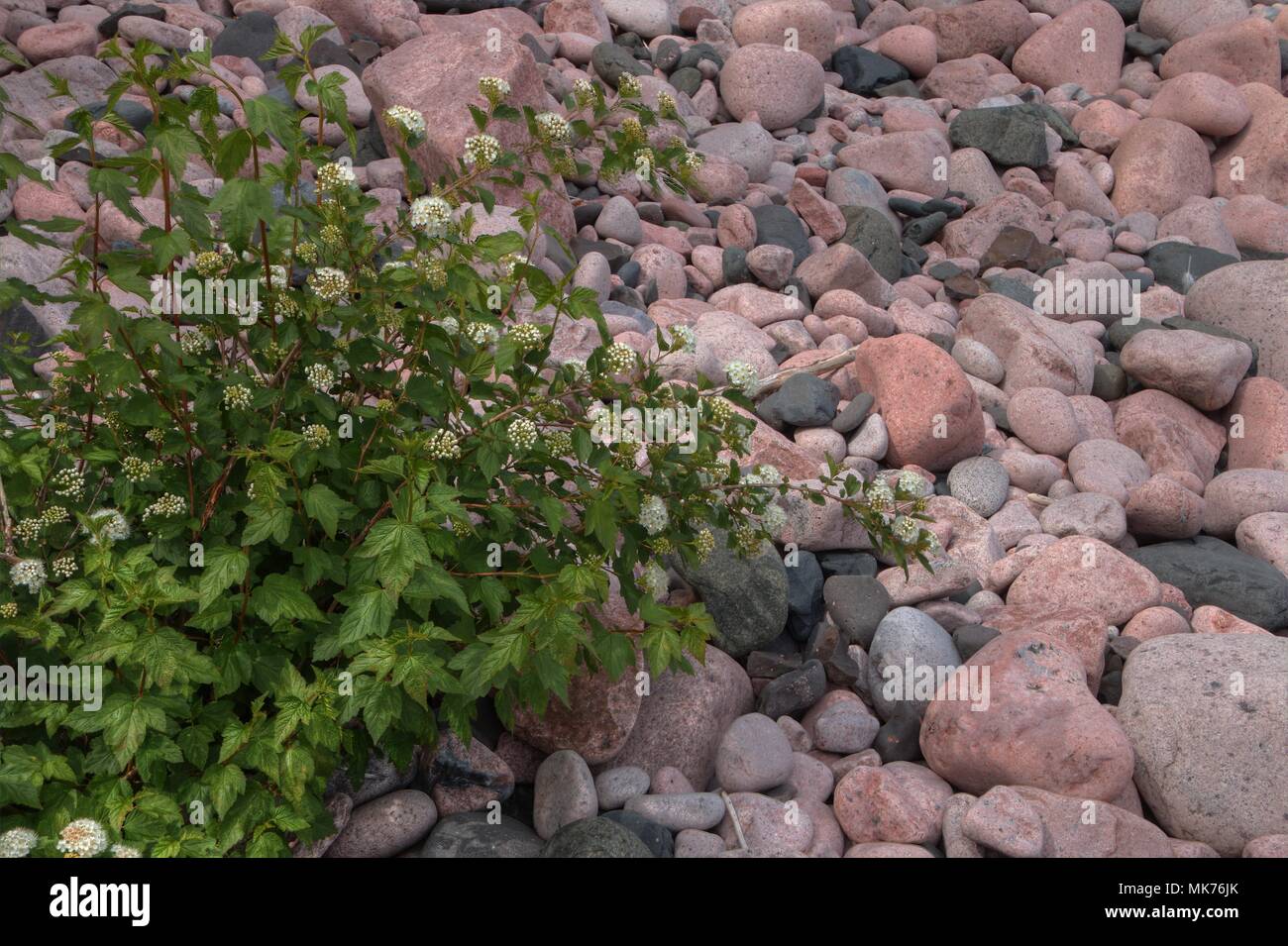 Agate Beach is on the Shore of Lake Superior in Silver Bay, Minnesota ...