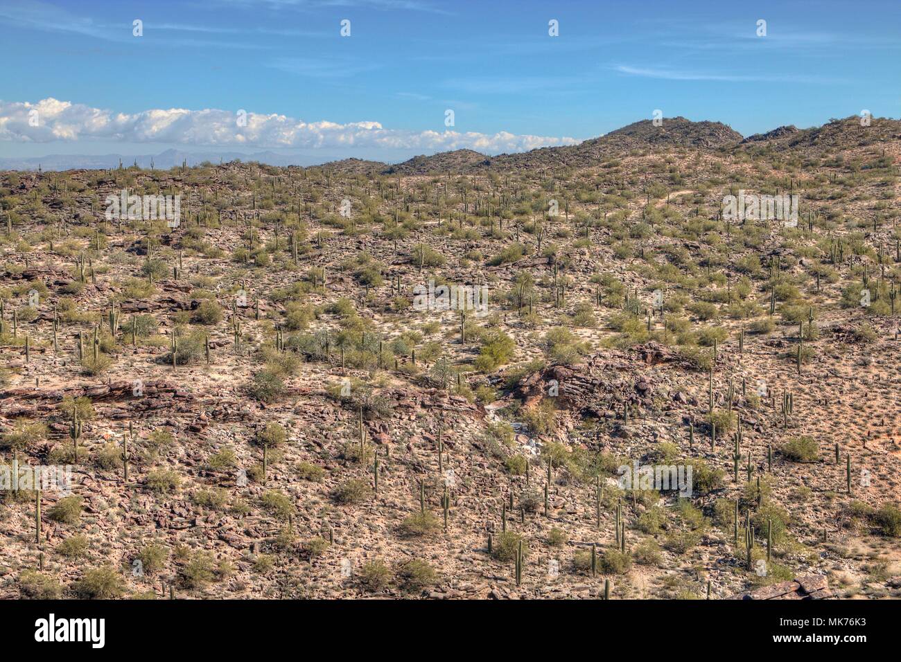The Arizona desert taken in winter when its cooler out Stock Photo - Alamy