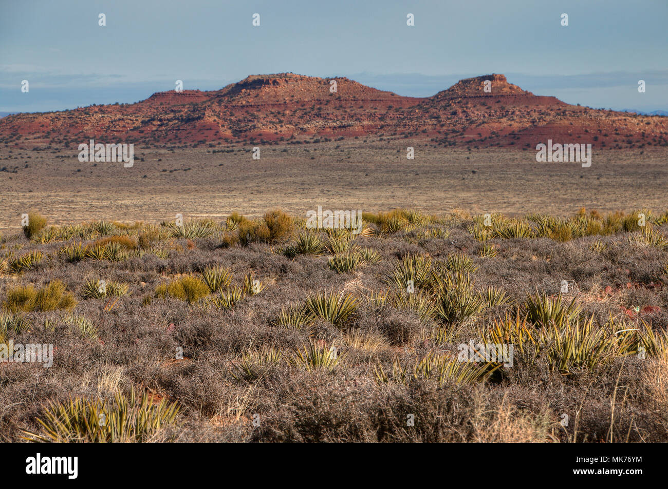 The Arizona desert taken in winter when its cooler out Stock Photo - Alamy