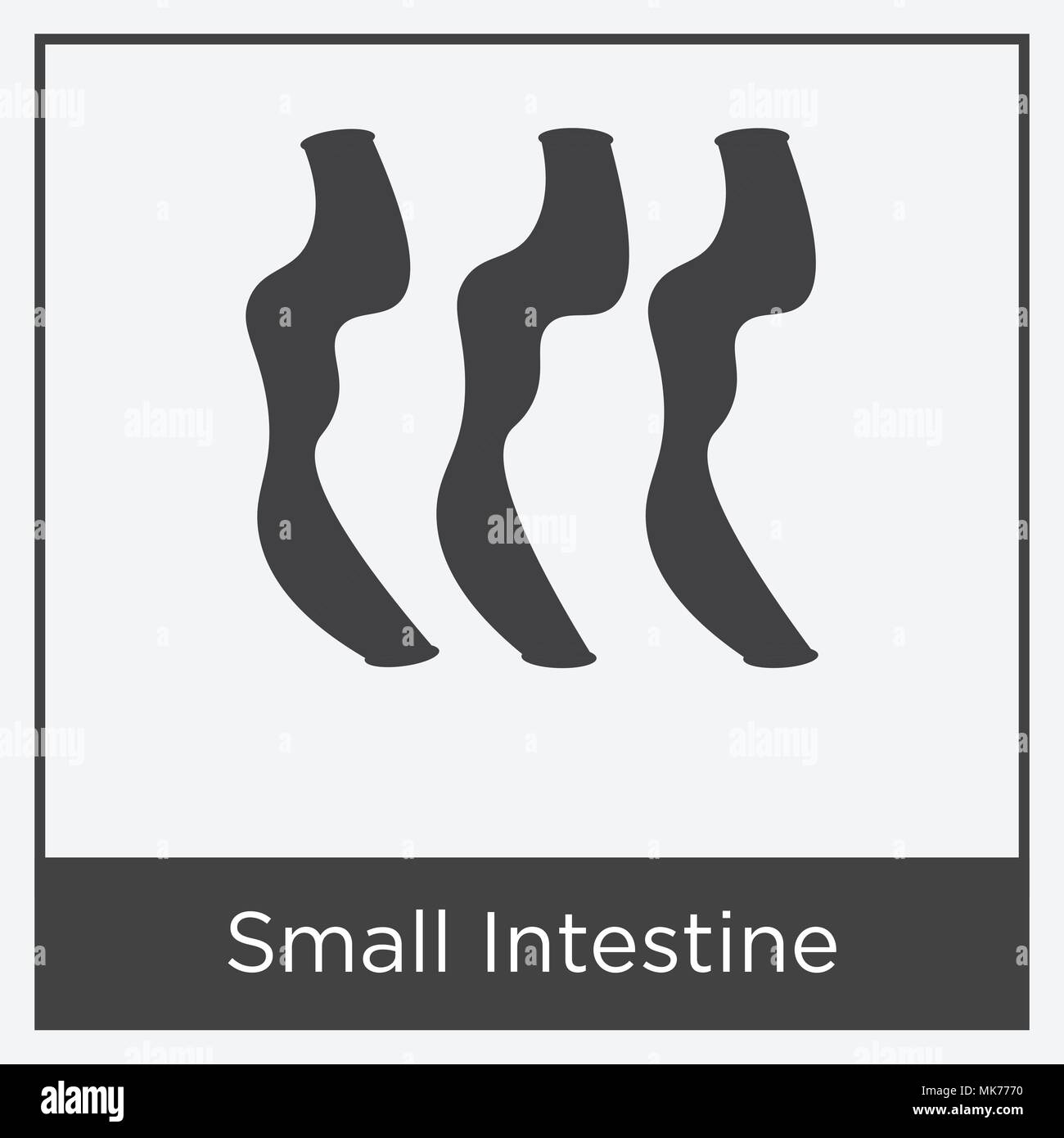 Small Intestine icon isolated on white background with gray frame, sign ...
