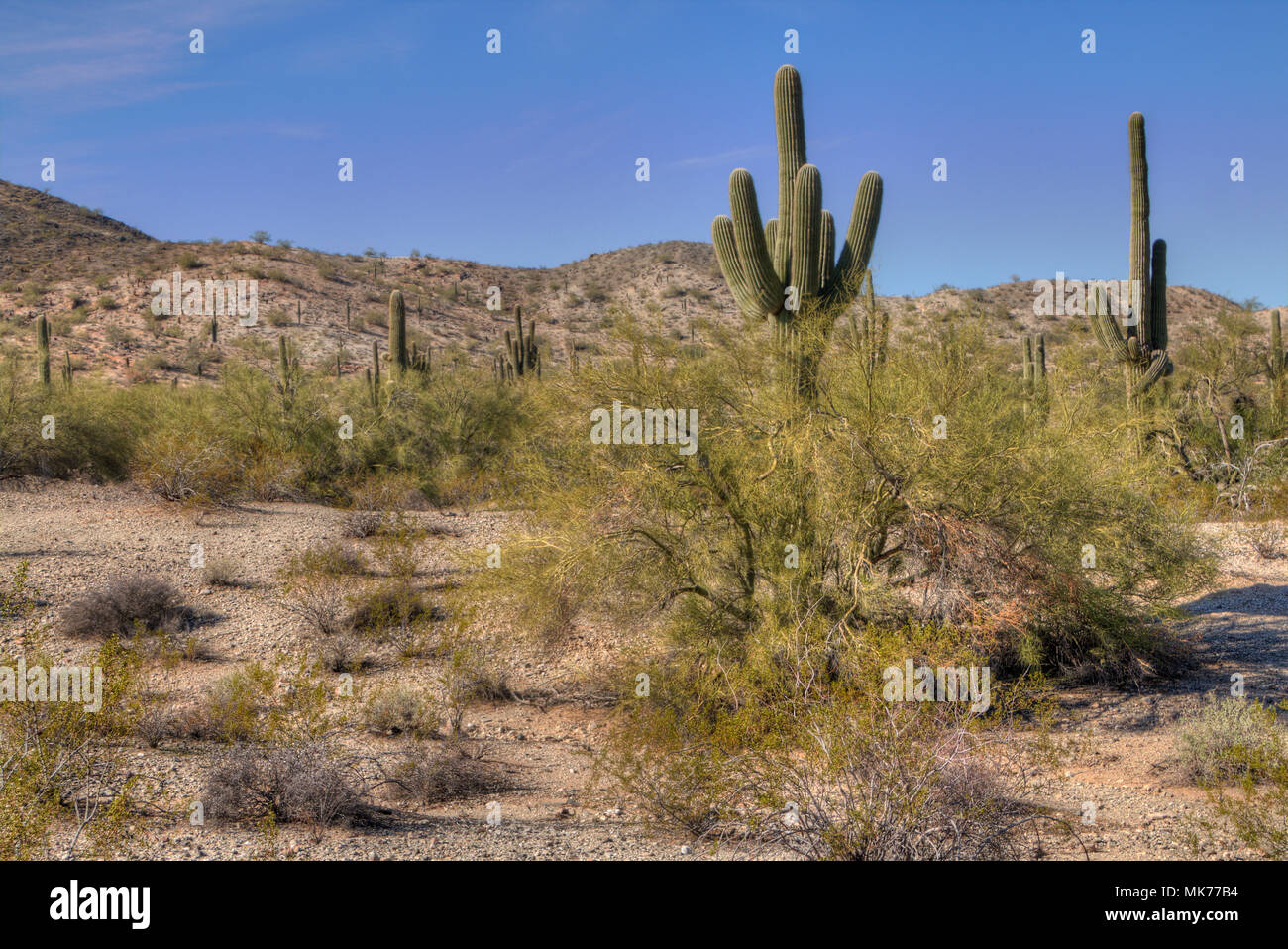 The Arizona desert taken in winter when its cooler out Stock Photo - Alamy