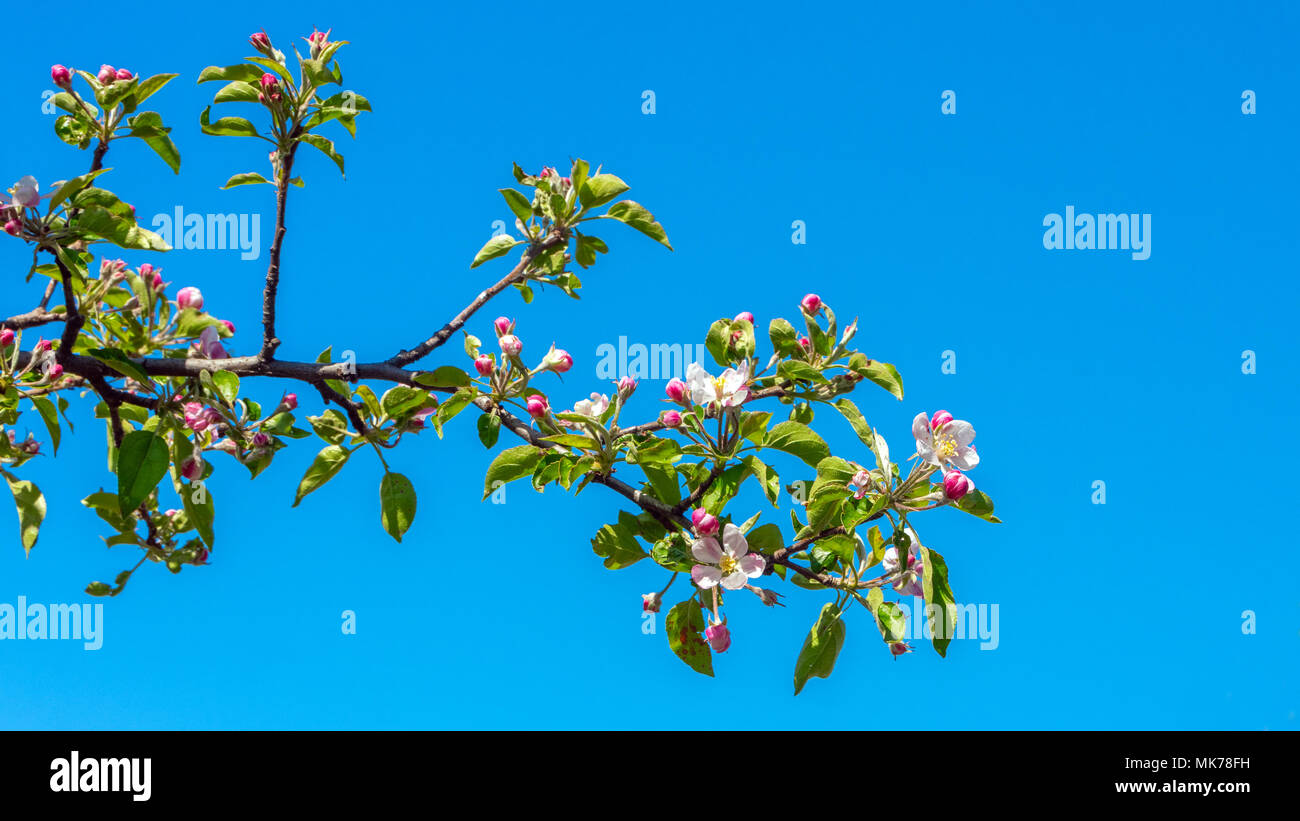 Flowering apple tree branch Stock Photo - Alamy