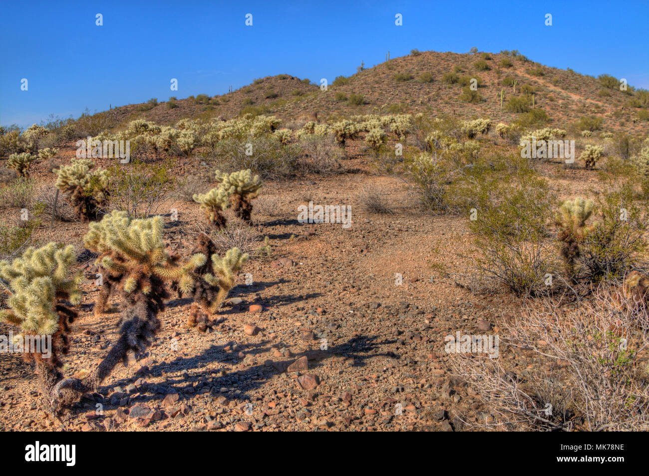 The Arizona desert taken in winter when its cooler out Stock Photo - Alamy
