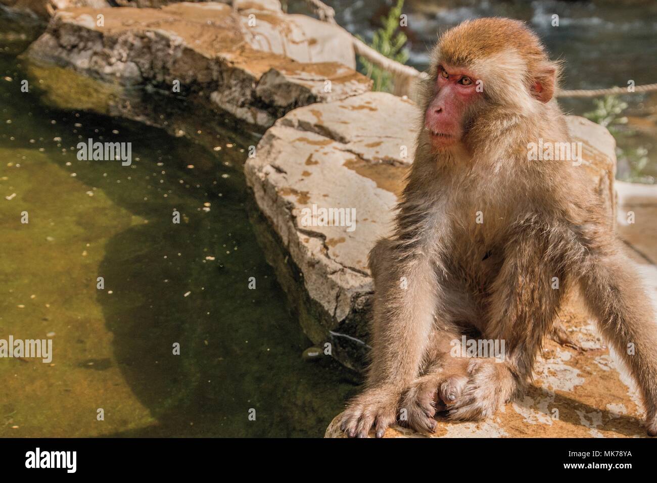 The Jigokudani Monkey Park is a great Place to see Monkeys in Japan ...
