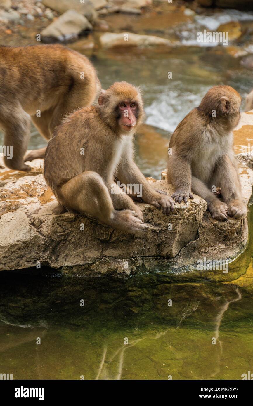 The Jigokudani Monkey Park is a great Place to see Monkeys in Japan ...
