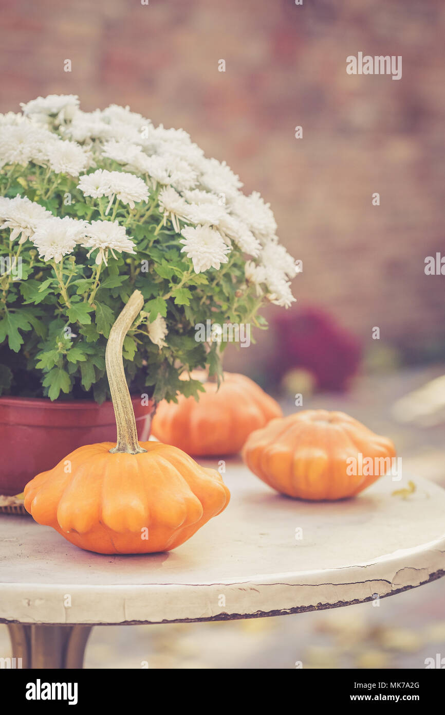 Fall scene with mums and pumpkins hi-res stock photography and images ...