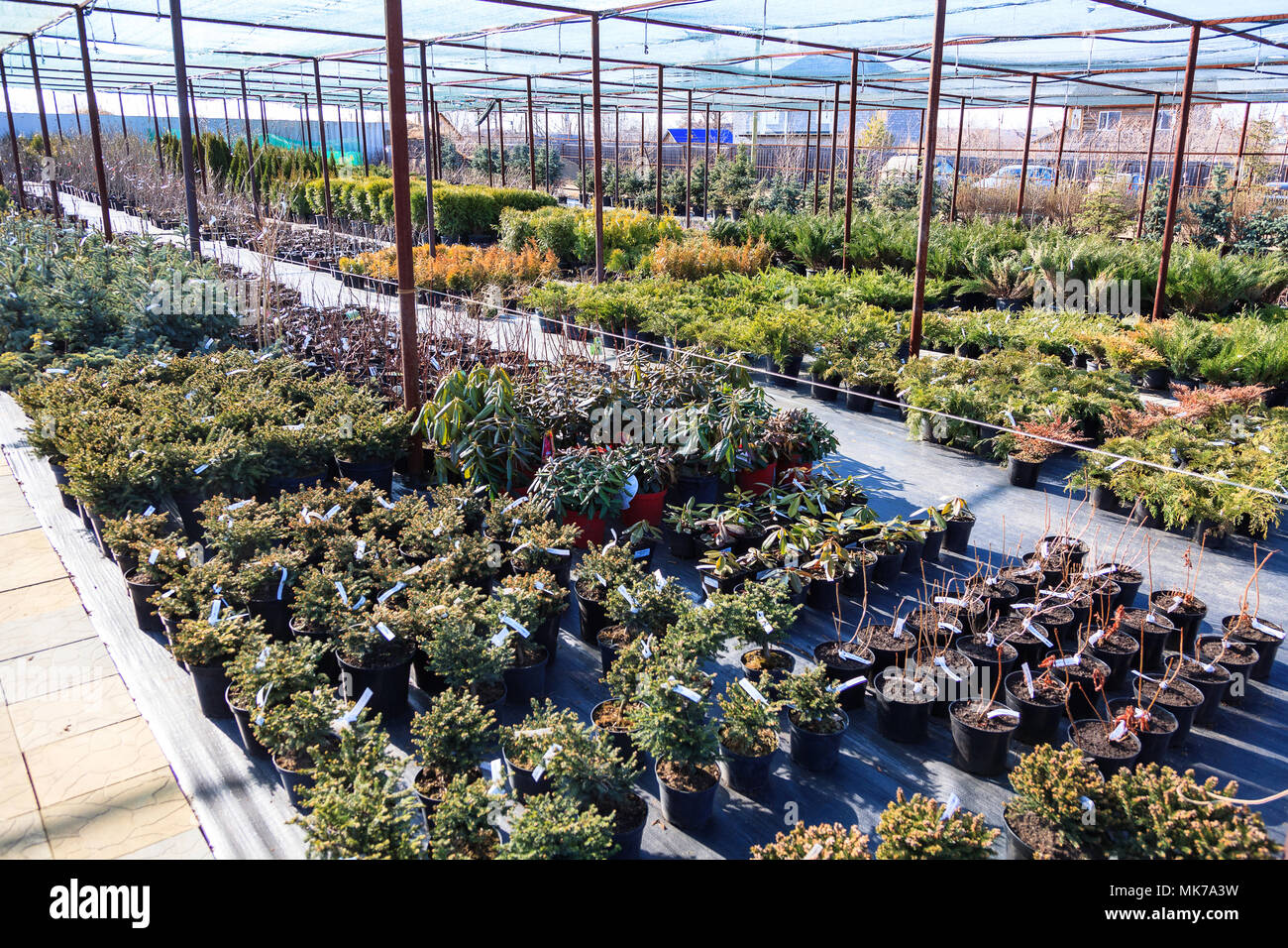 Farm of various seedlings on sell Stock Photo - Alamy