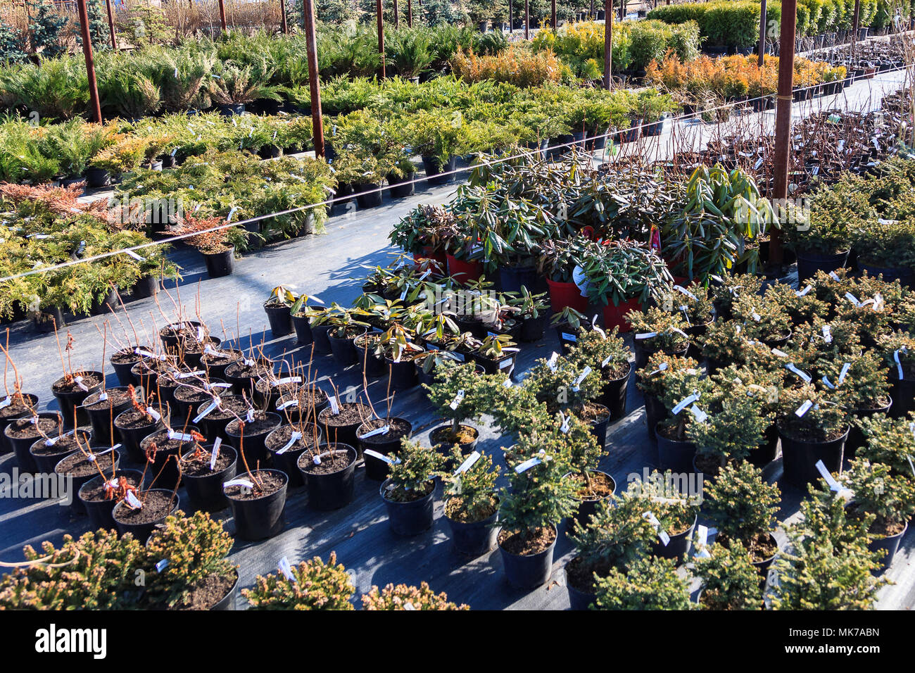 Farm of various seedlings on sell Stock Photo - Alamy