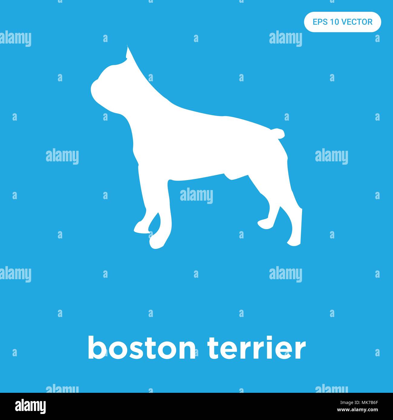 boston terrier vector icon isolated on blue background, sign and symbol ...