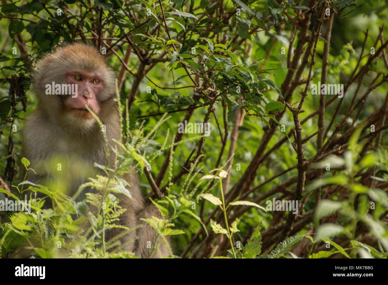 The Jigokudani Monkey Park is a great Place to see Monkeys in Japan ...