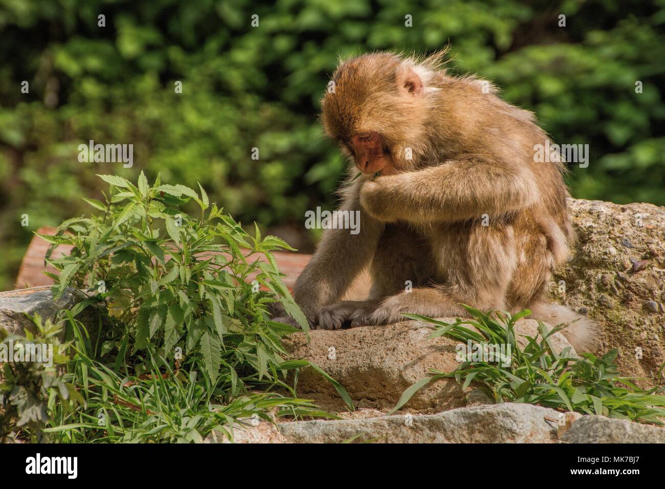 The Jigokudani Monkey Park is a great Place to see Monkeys in Japan ...