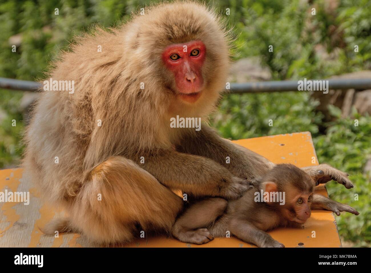 The Jigokudani Monkey Park is a great Place to see Monkeys in Japan ...