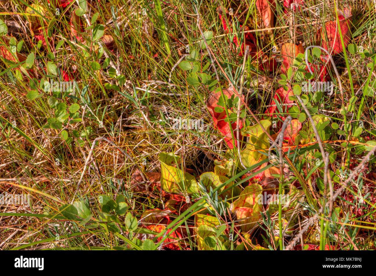 White Lake Provincial Park is an isloated park located near Mobert and ...