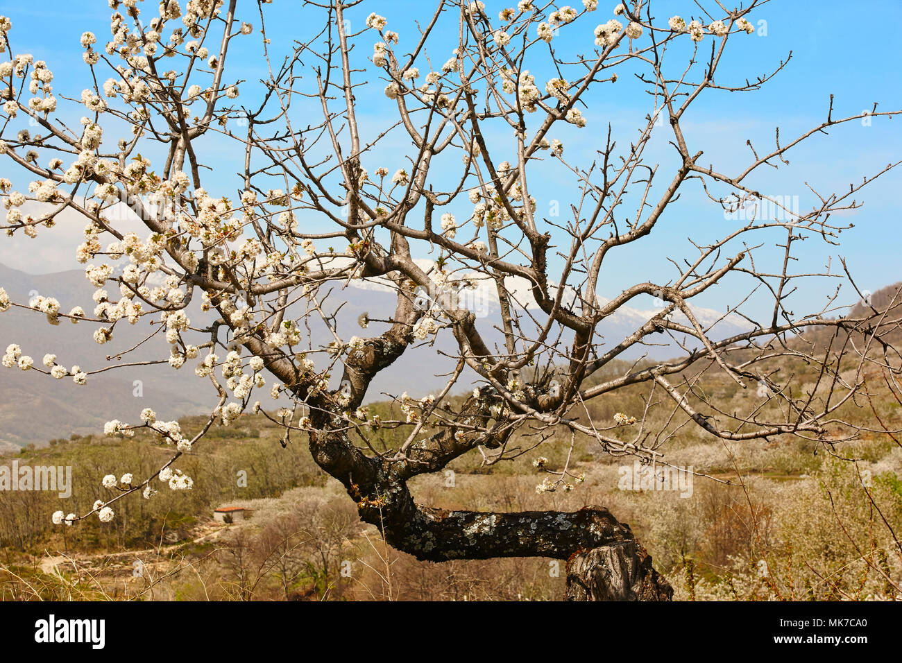Cherry blossom in Jerte Valley, Caceres. Spring in Spain. Season Stock ...