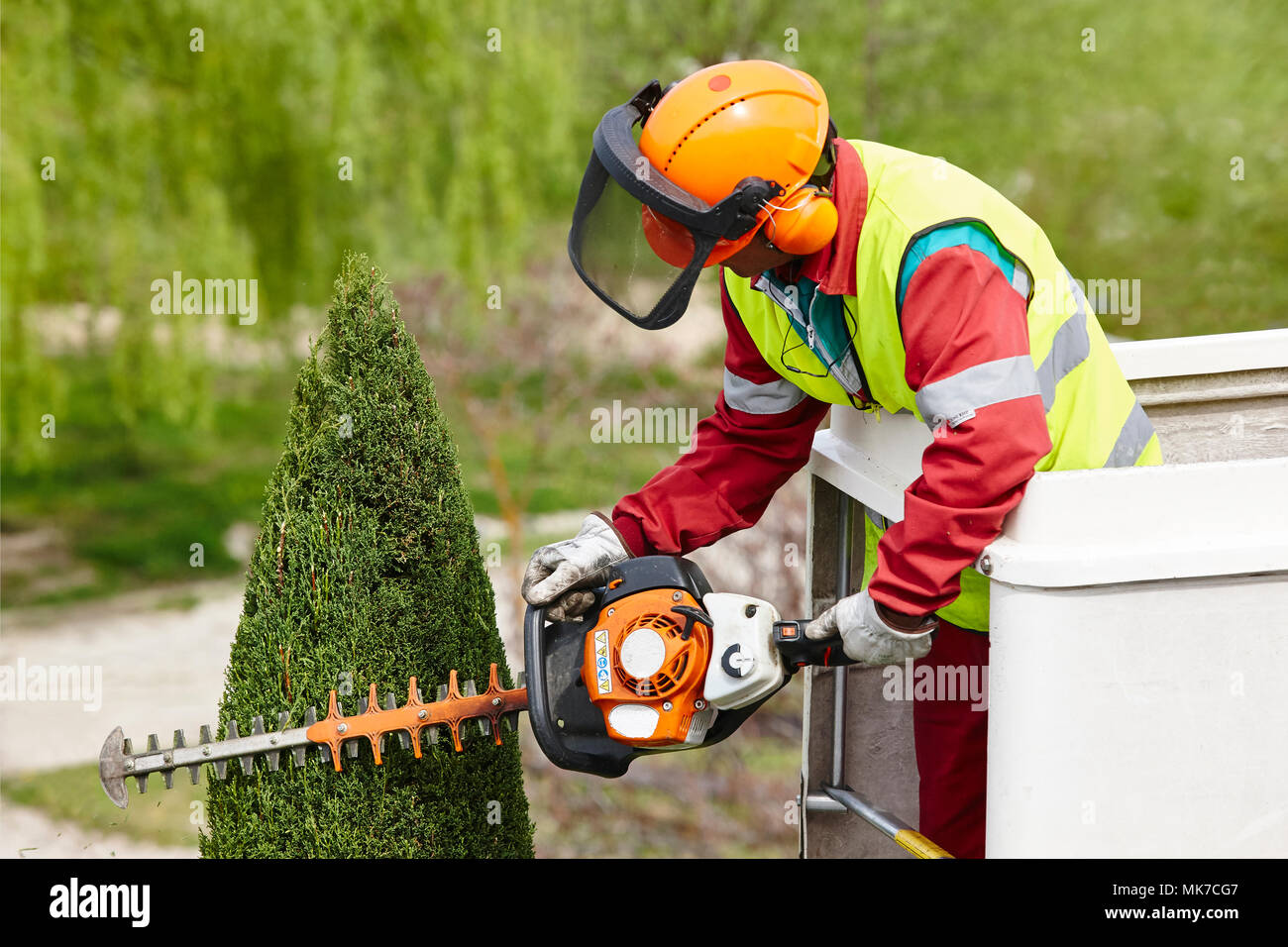 Equiped worker pruning a tree on a crane. Gardening works Stock Photo ...