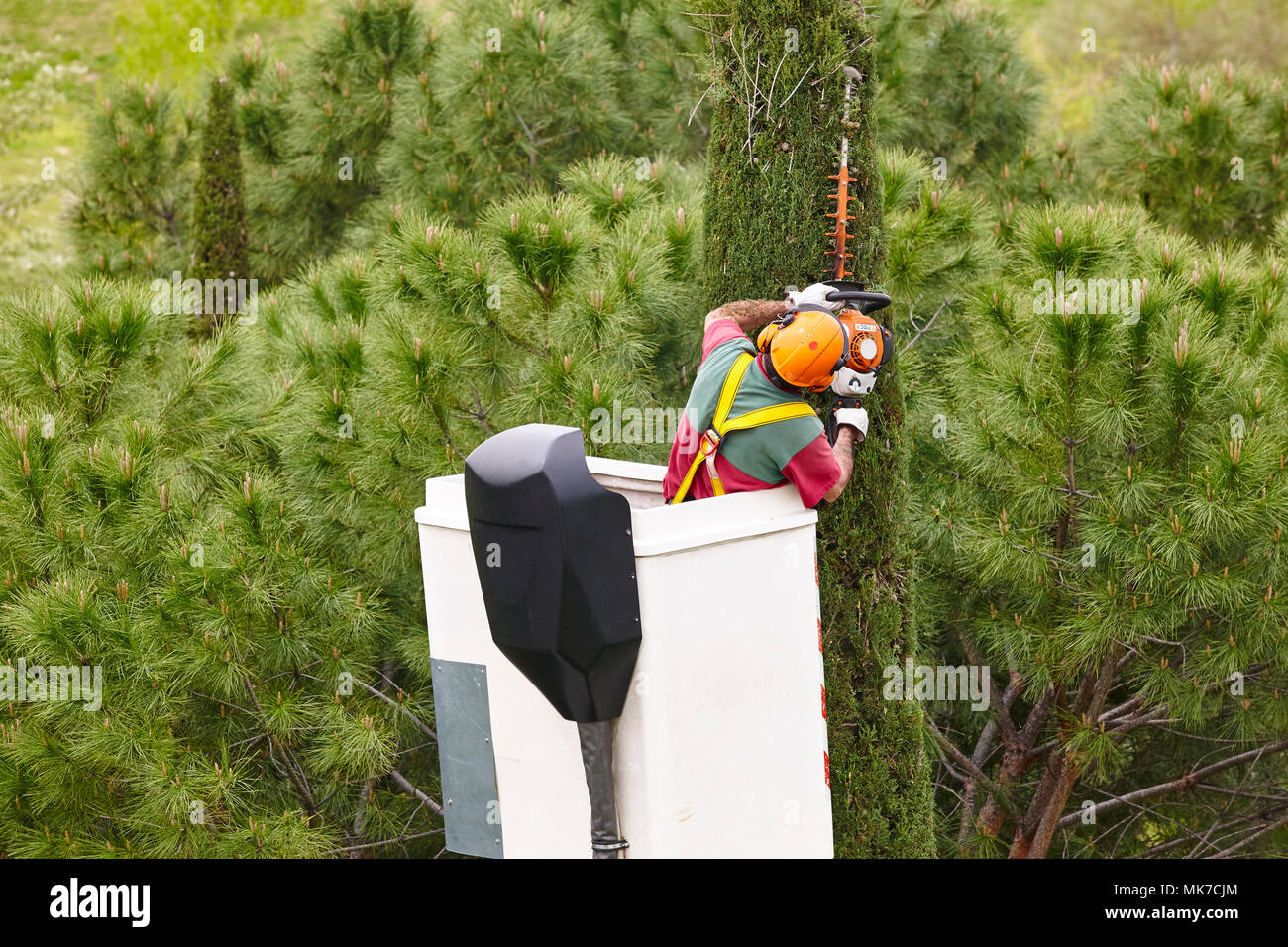 Equiped worker pruning a tree on a crane. Gardening works Stock Photo ...
