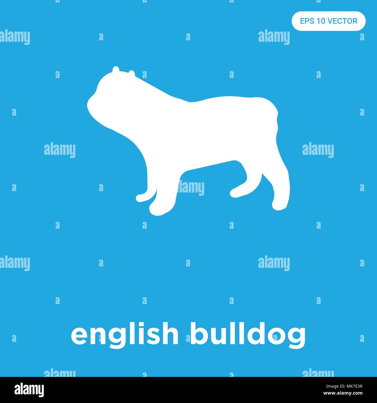 english bulldog vector icon isolated on blue background, sign and ...