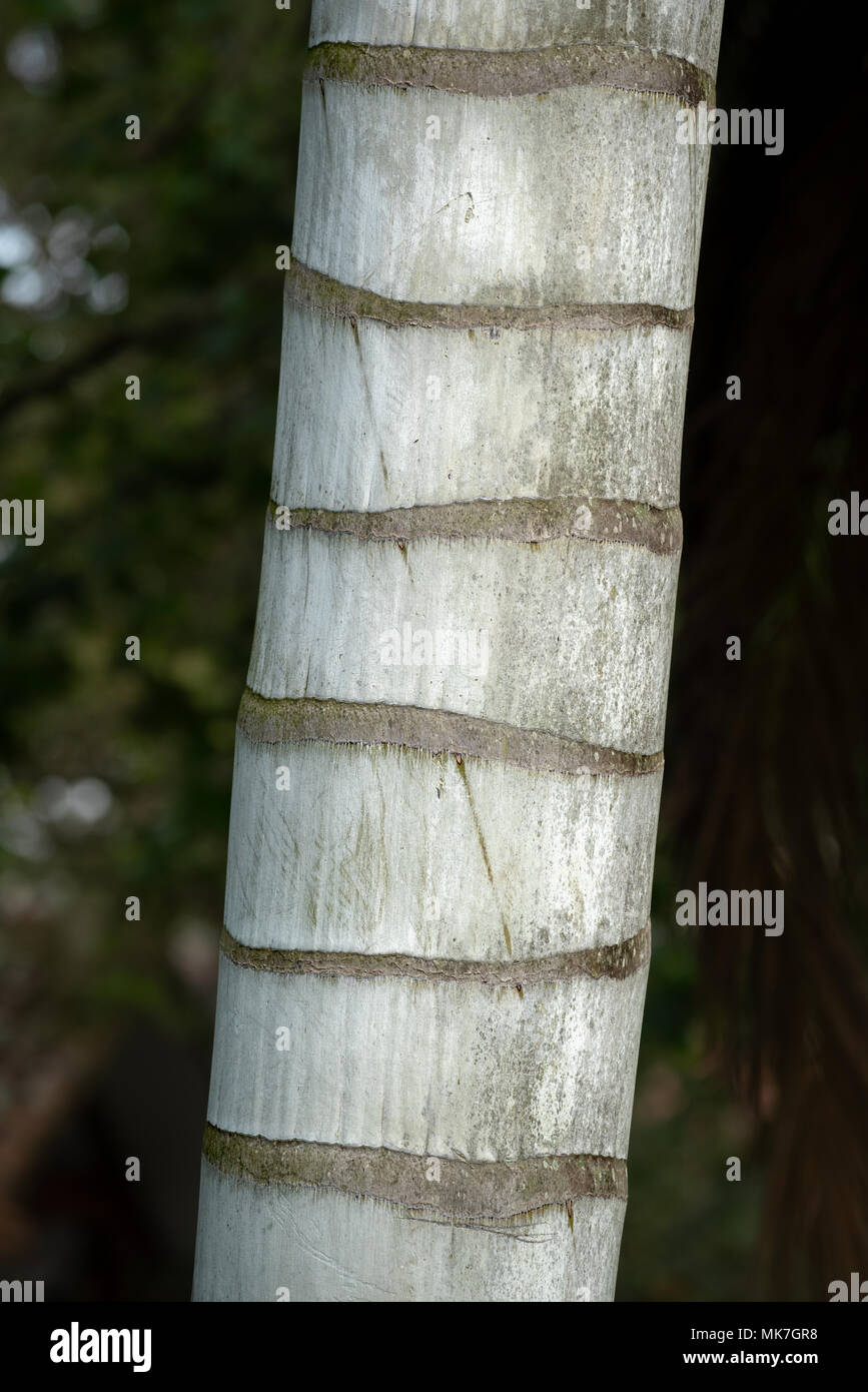 African palm tree trunk an the arboretum on the grounds of the old ...
