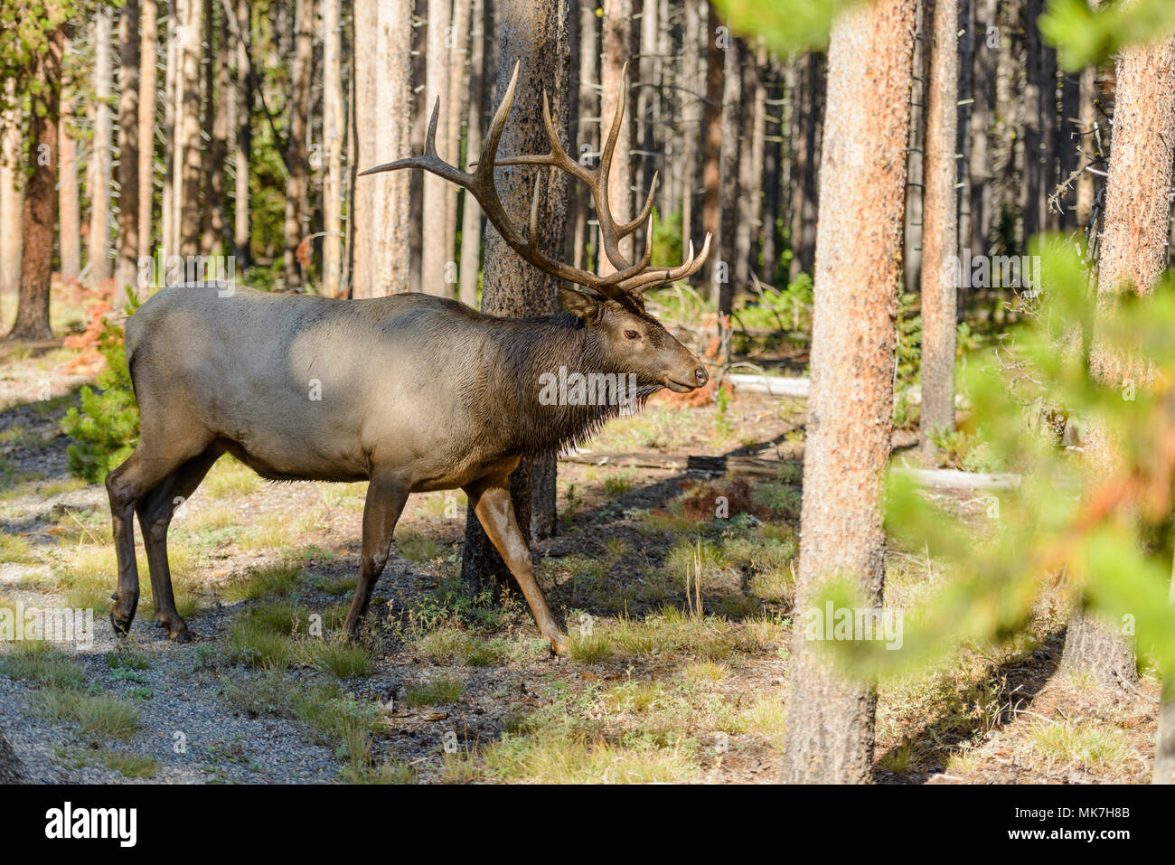 Bull Elk in Forest - A mature bull elk walking in a dense pine forest ...