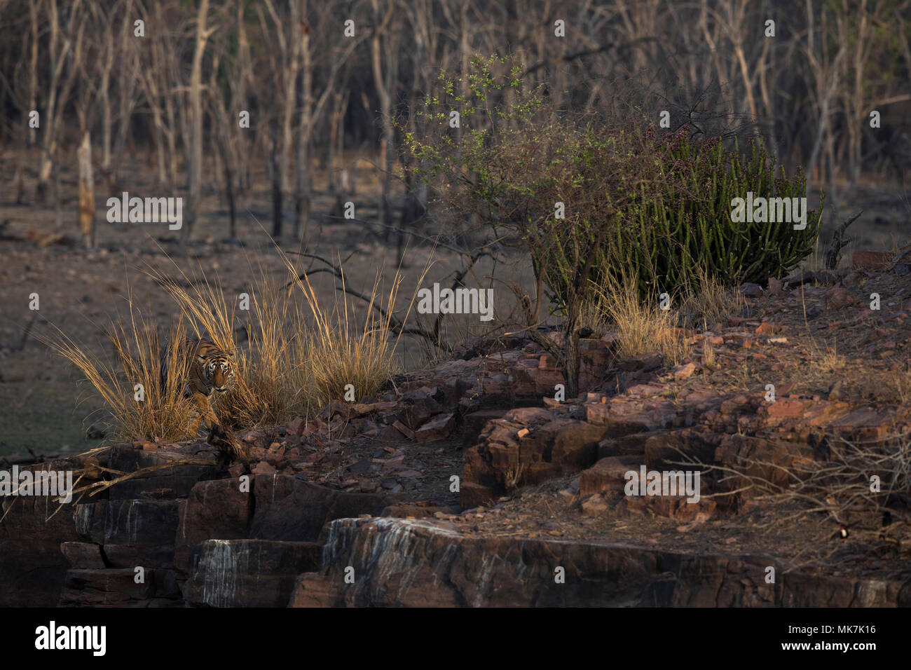 Royal Bengal Tiger in Ranthambore Forest of India Stock Photo - Alamy
