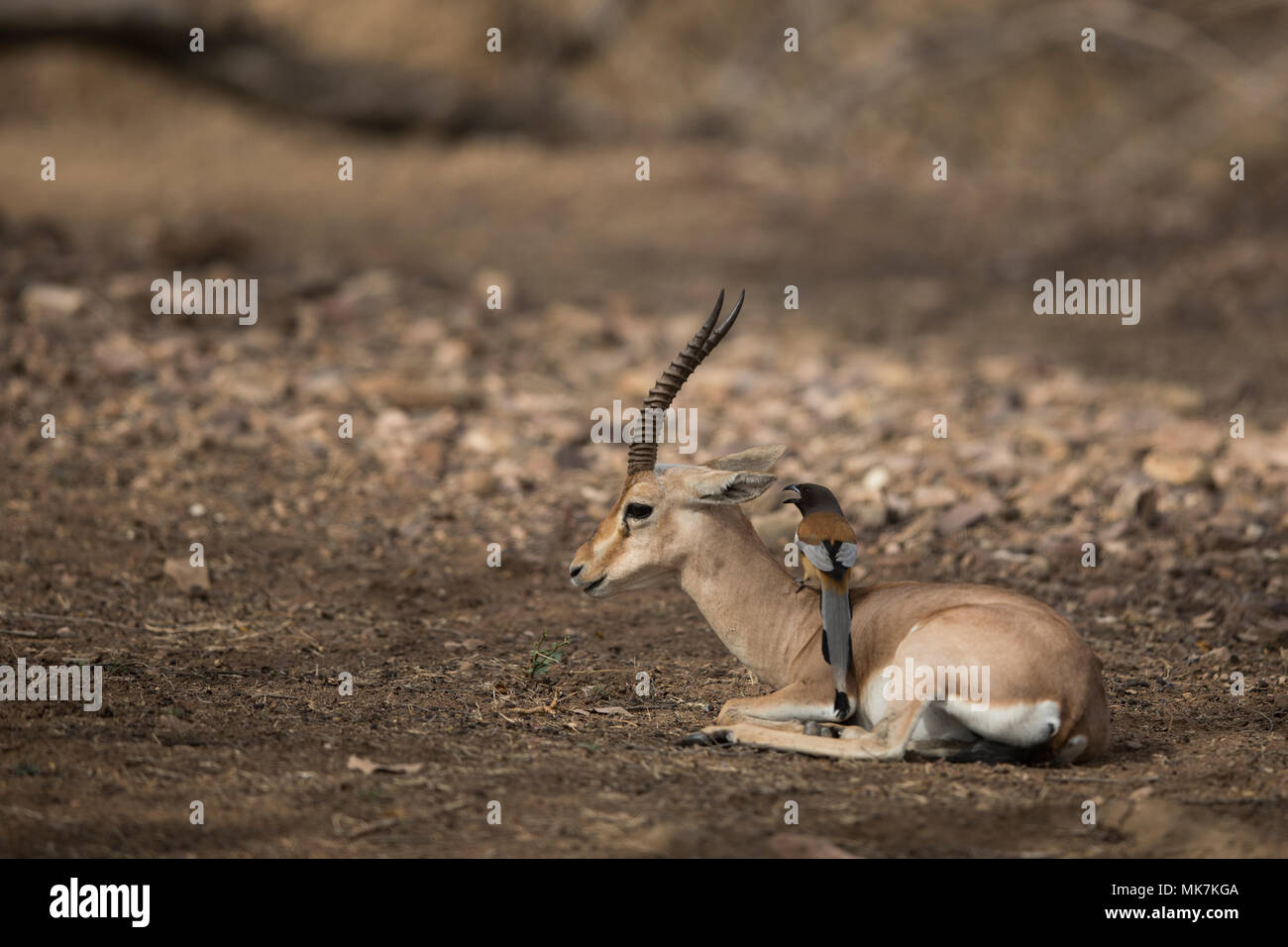 Indian chinkara gazelle hi-res stock photography and images - Alamy