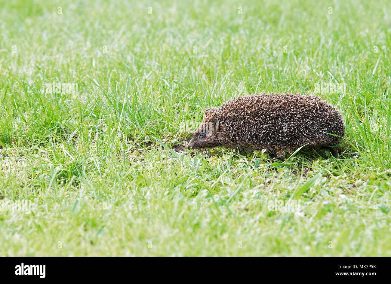 European hedgehog mammal animal hi-res stock photography and images - Alamy