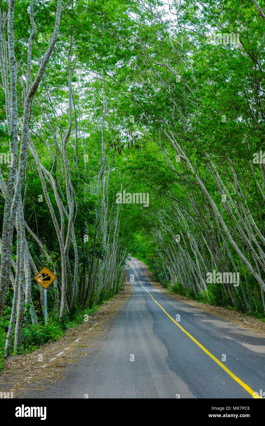 Beautiful country road in rural of Thailand Stock Photo - Alamy