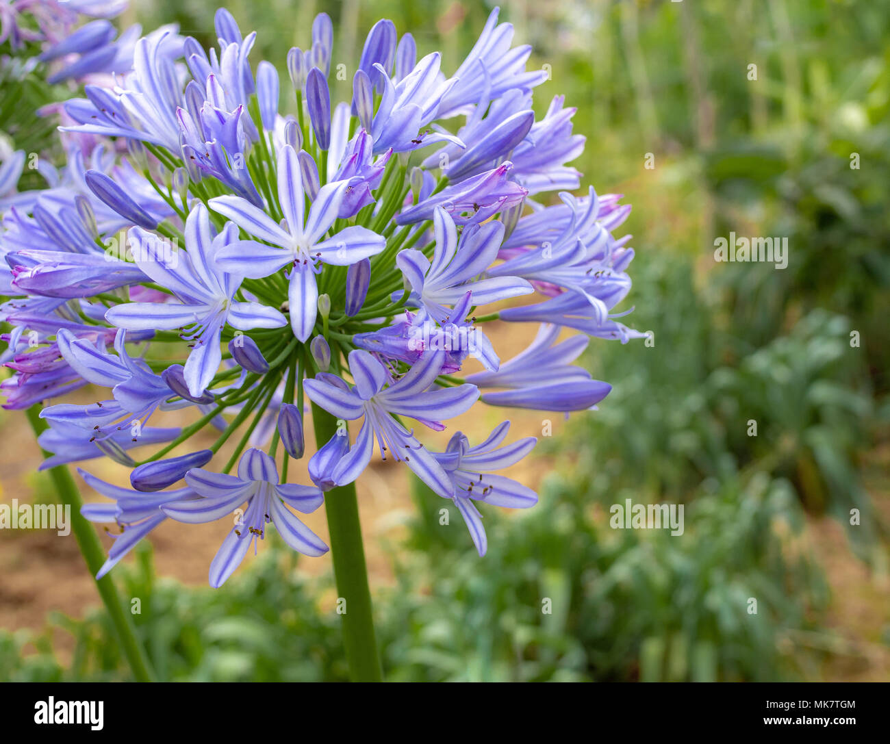 African blue lily hi-res stock photography and images - Alamy
