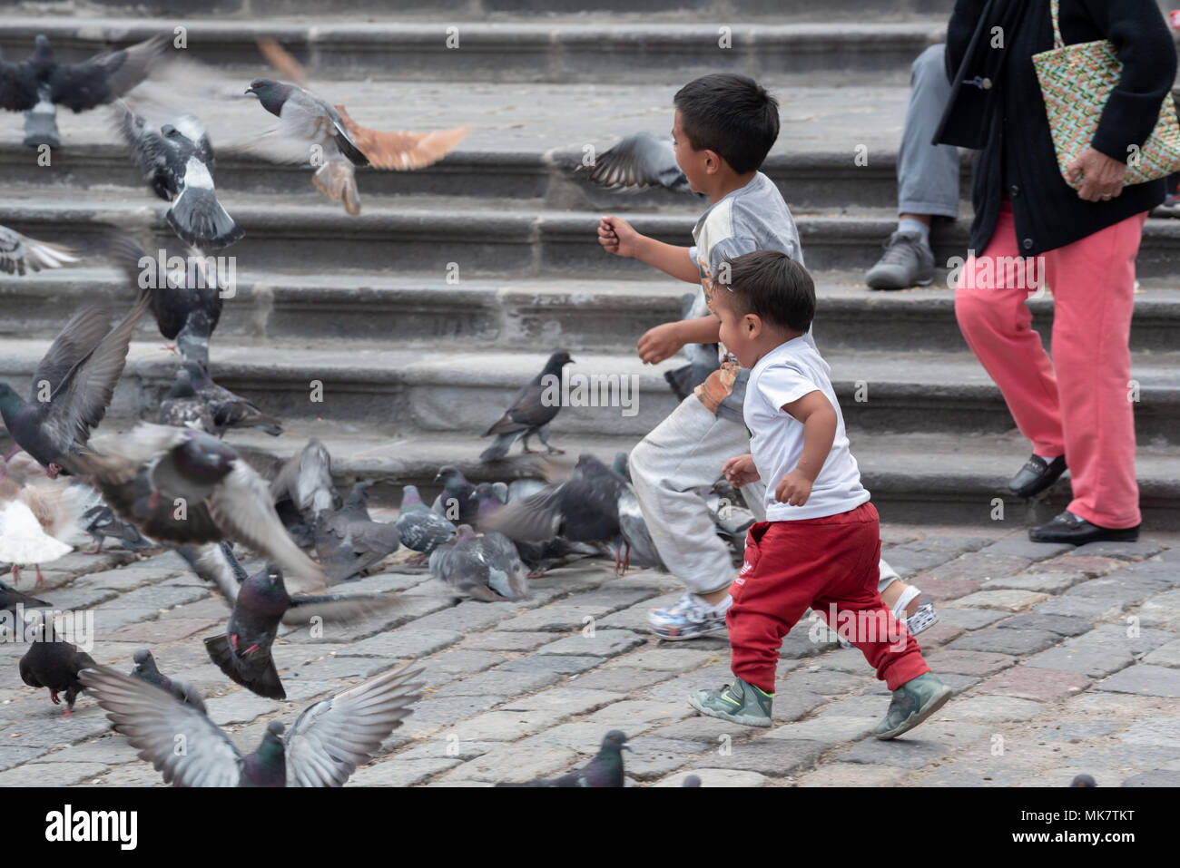 Children chasing pigeons in Saint Francis Square, Quito, Ecuador Stock ...